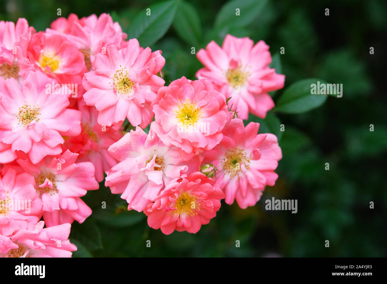 Valley Of The Roses Bulgaria High Resolution Stock Photography and ...