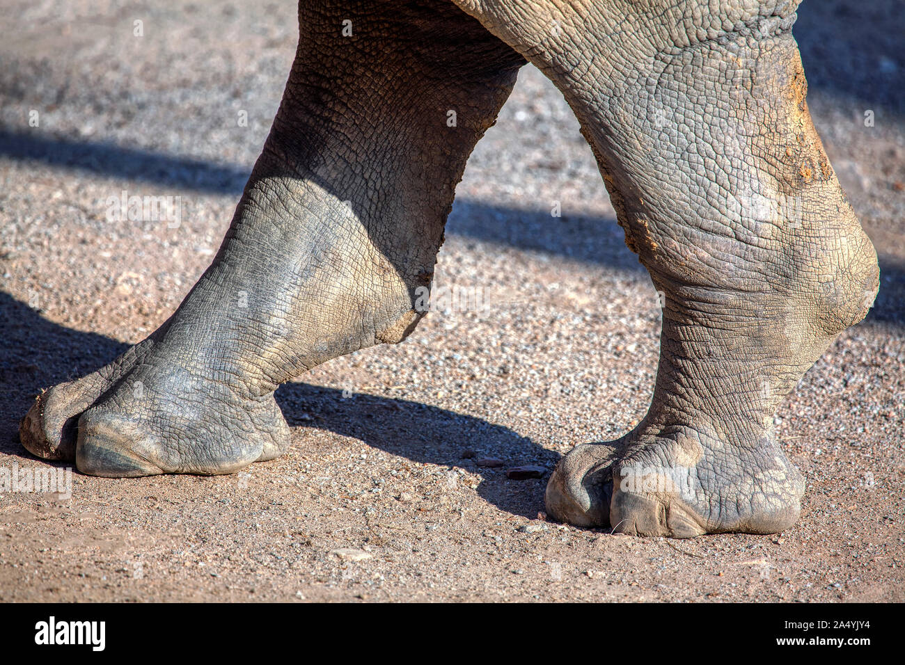 Rhino feet hi-res stock photography and images - Alamy