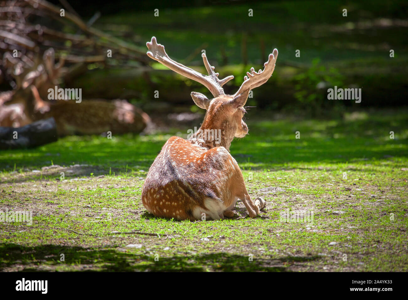 Persian Fallow Deer lying on the sunny meadow Stock Photo - Alamy