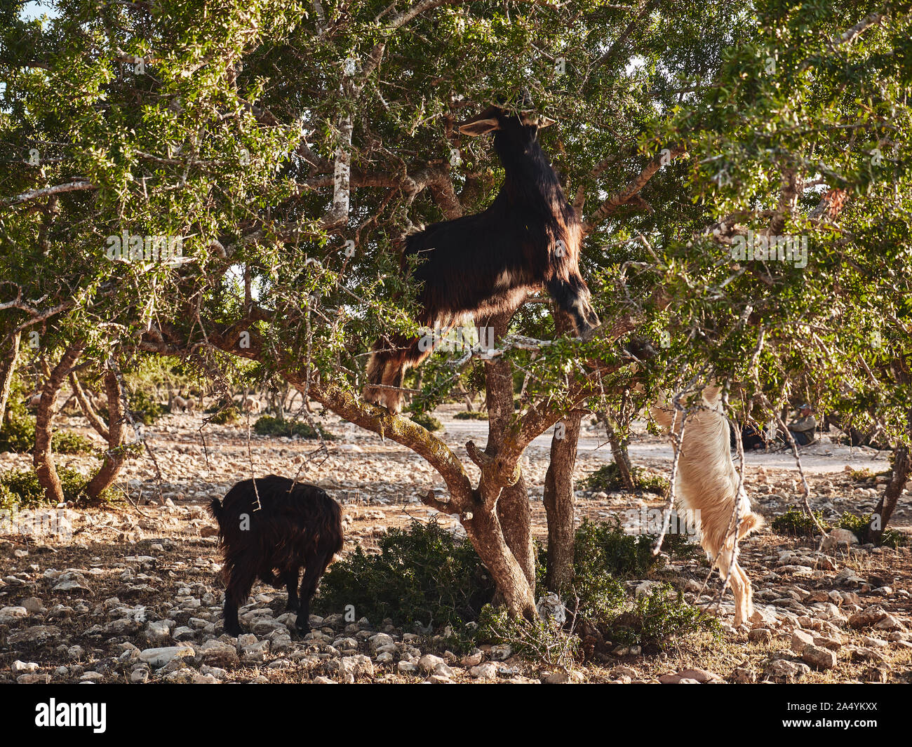 Moroccan goats climb the argan tree, Africa, Morocco Stock Photo - Alamy