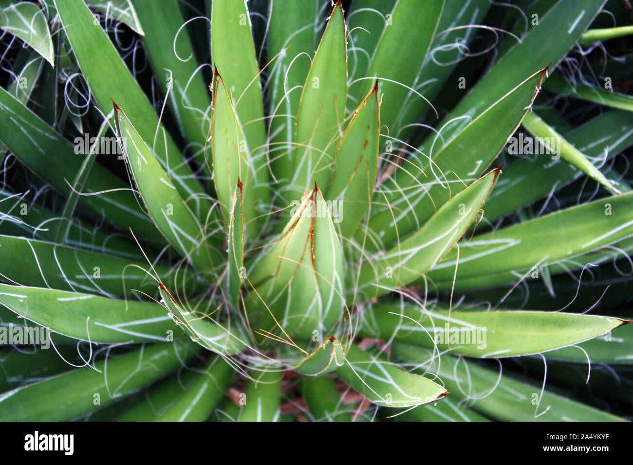 Agave filifera hi-res stock photography and images - Alamy