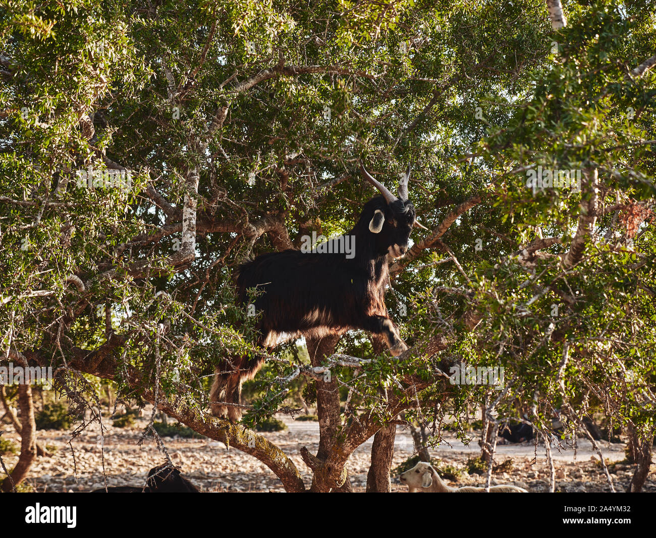 Goat Hoof Tree High Resolution Stock Photography and Images - Alamy