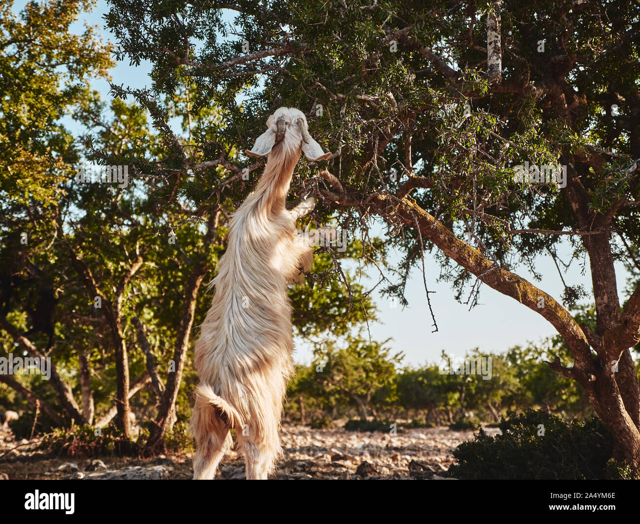 White moroccan goat eats branches of argan tree, Morocco, Essaouira ...