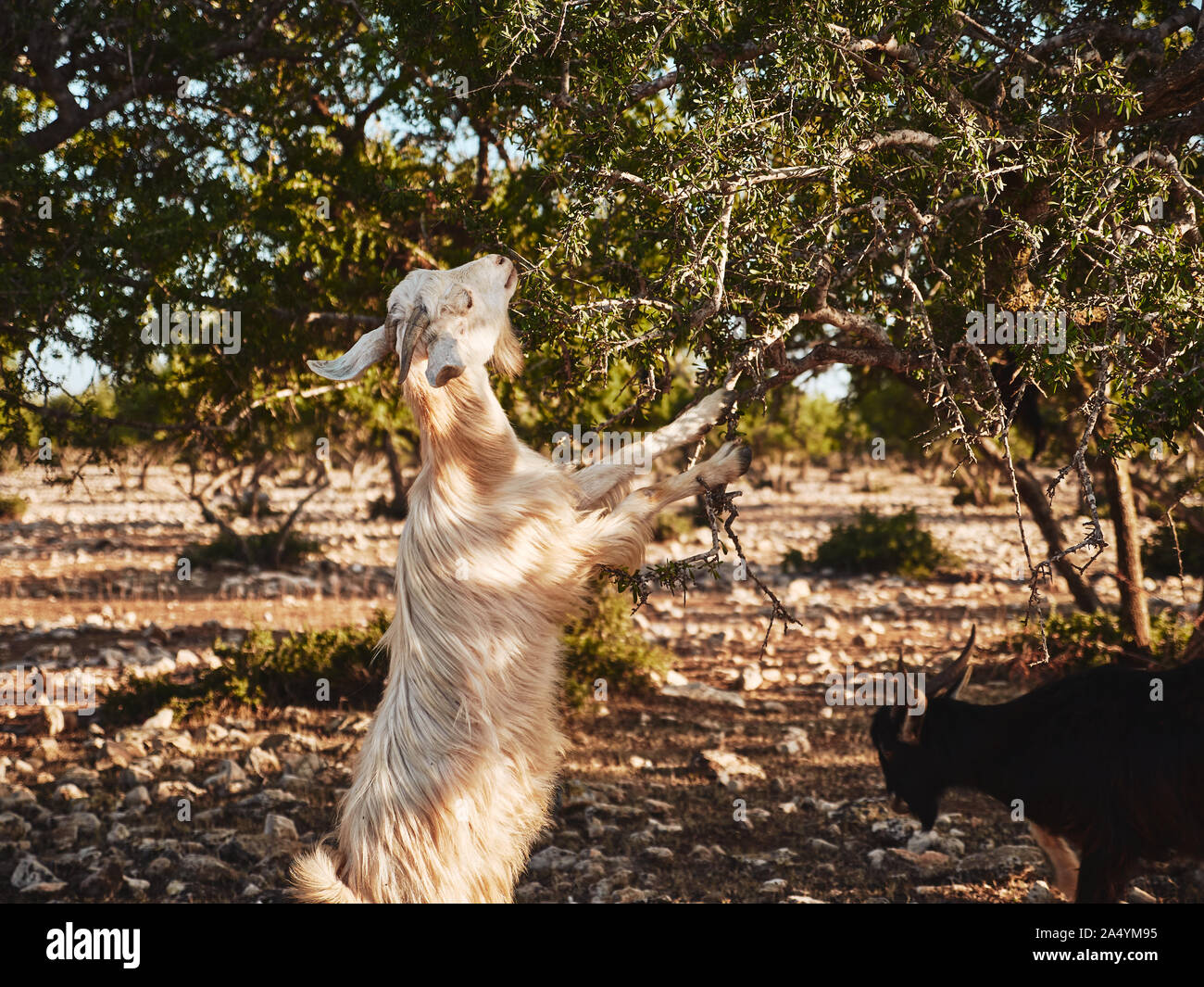 Moroccan goat hi-res stock photography and images - Alamy