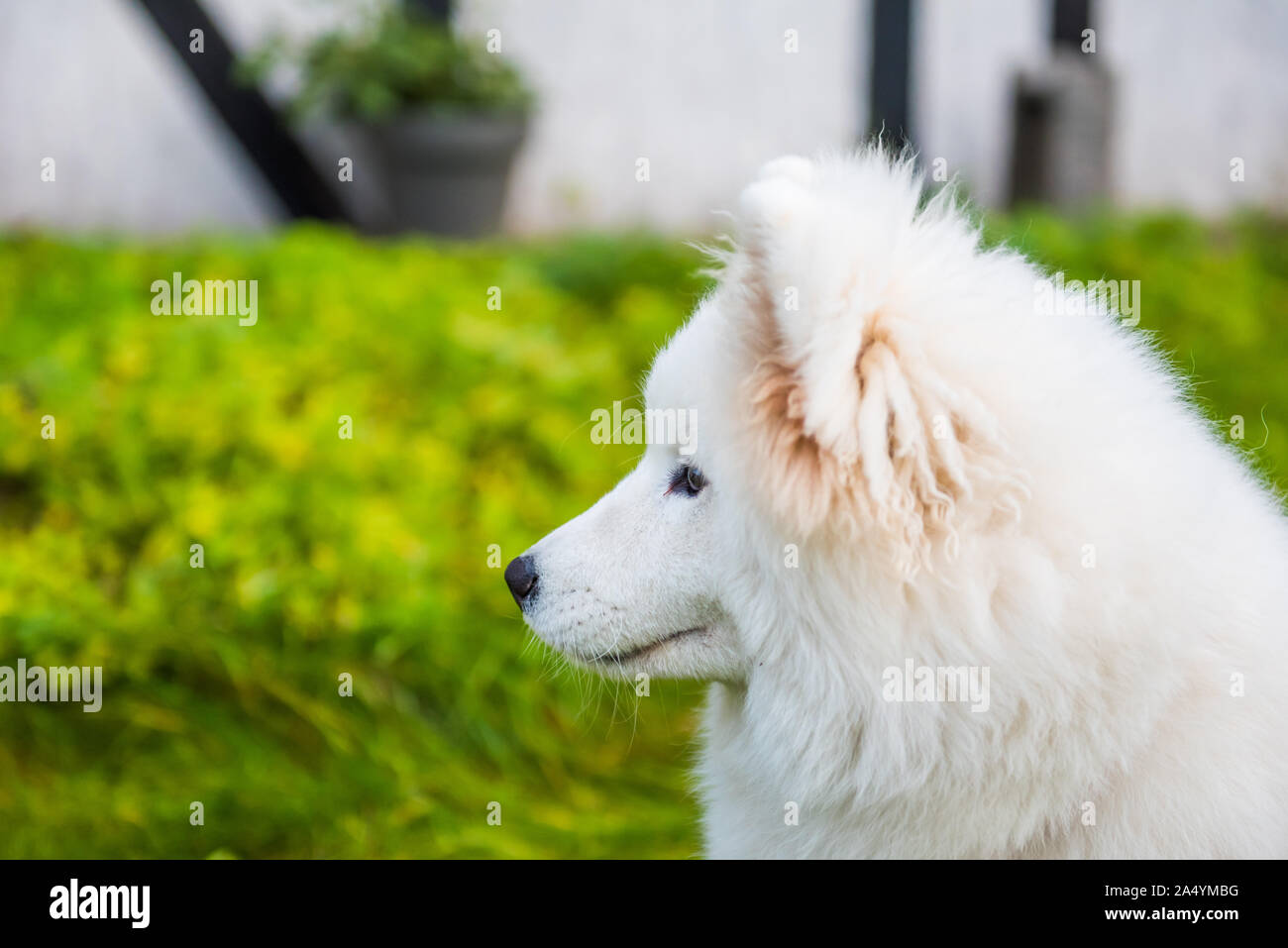 Happy Samoyed dog looking up at its owner Stock Photo - Alamy