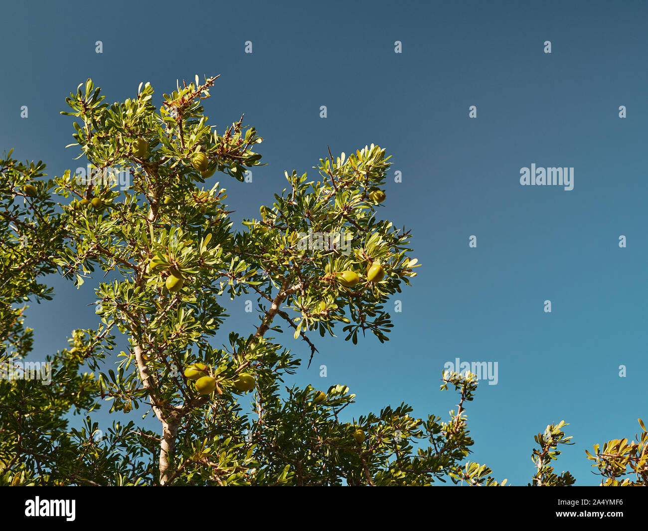 Argan leaf hi-res stock photography and images - Alamy
