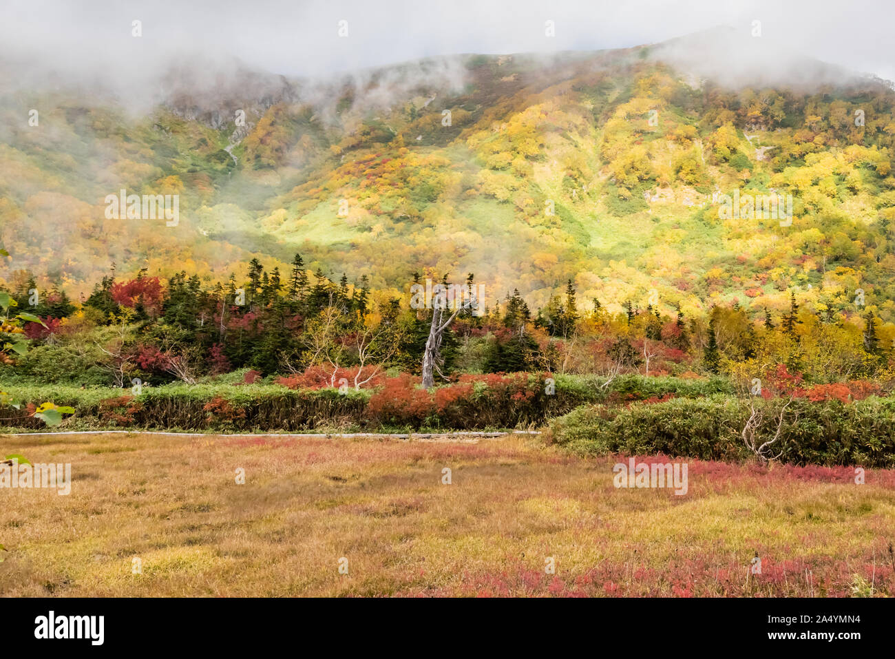 Tsugaike nature park at nagono, otari village Stock Photo - Alamy