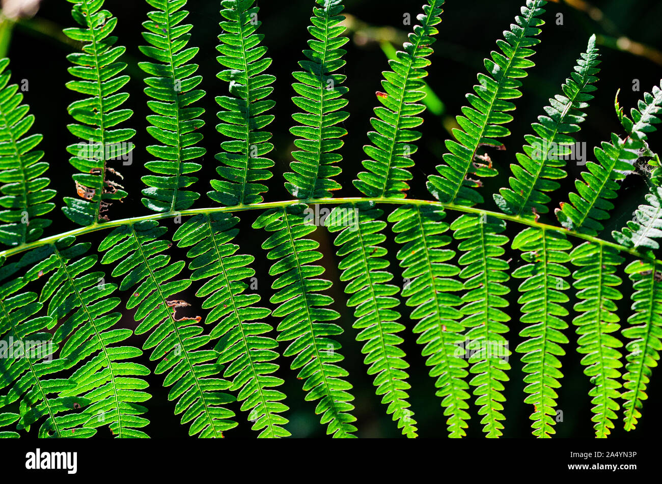 One single fern frond with small green leaves in the forest on black ...