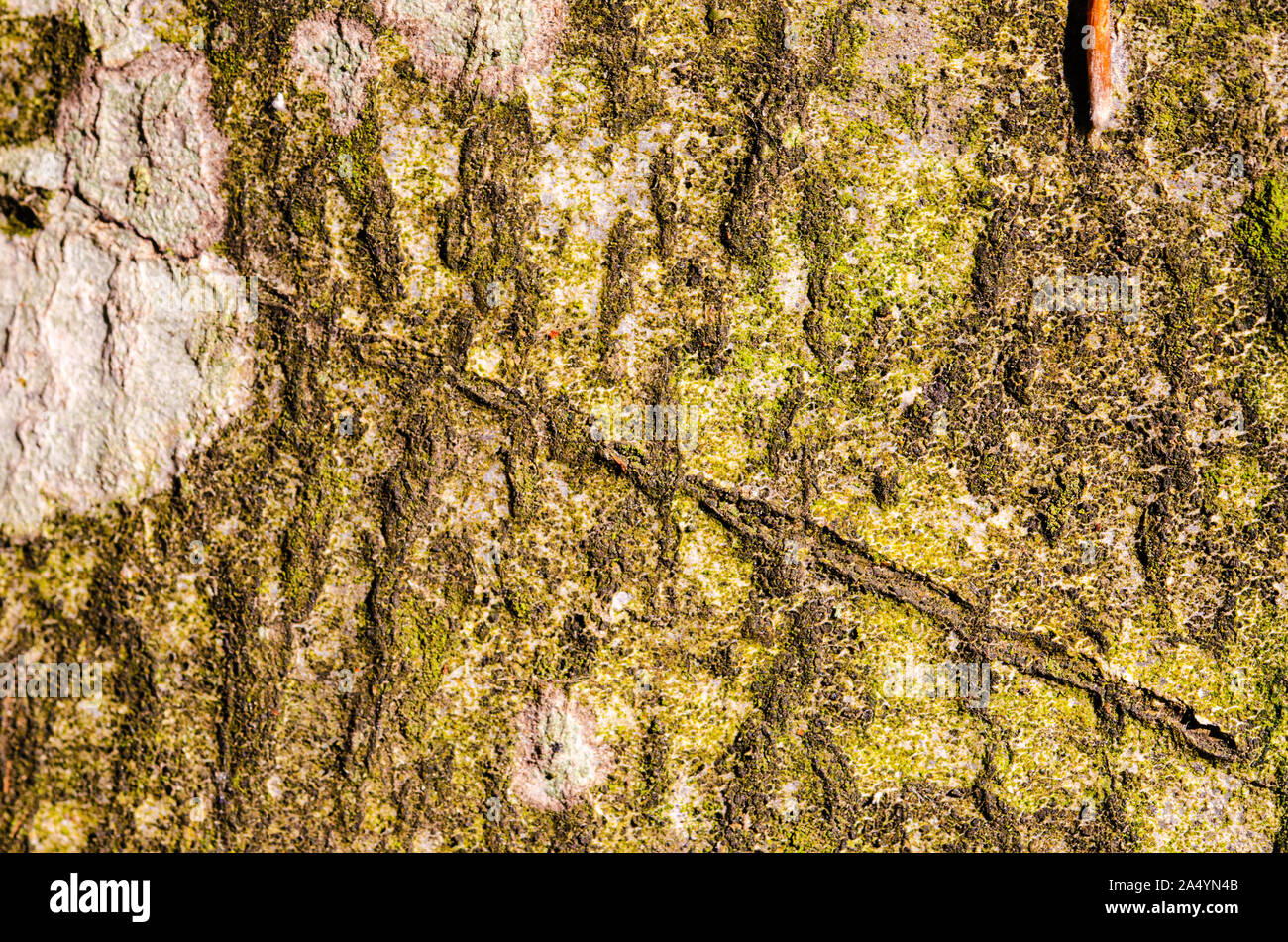 Beech tree bark hi-res stock photography and images - Alamy