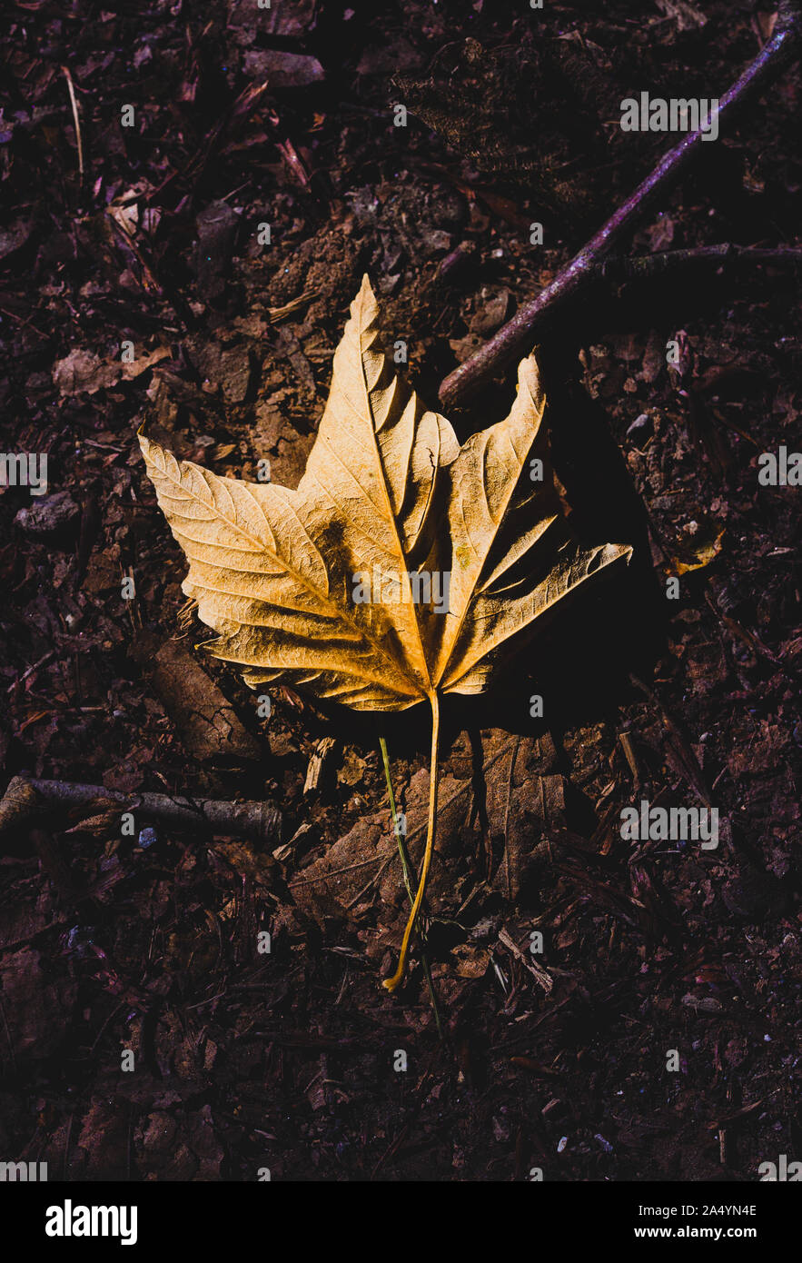 Single withered leaf hi-res stock photography and images - Alamy