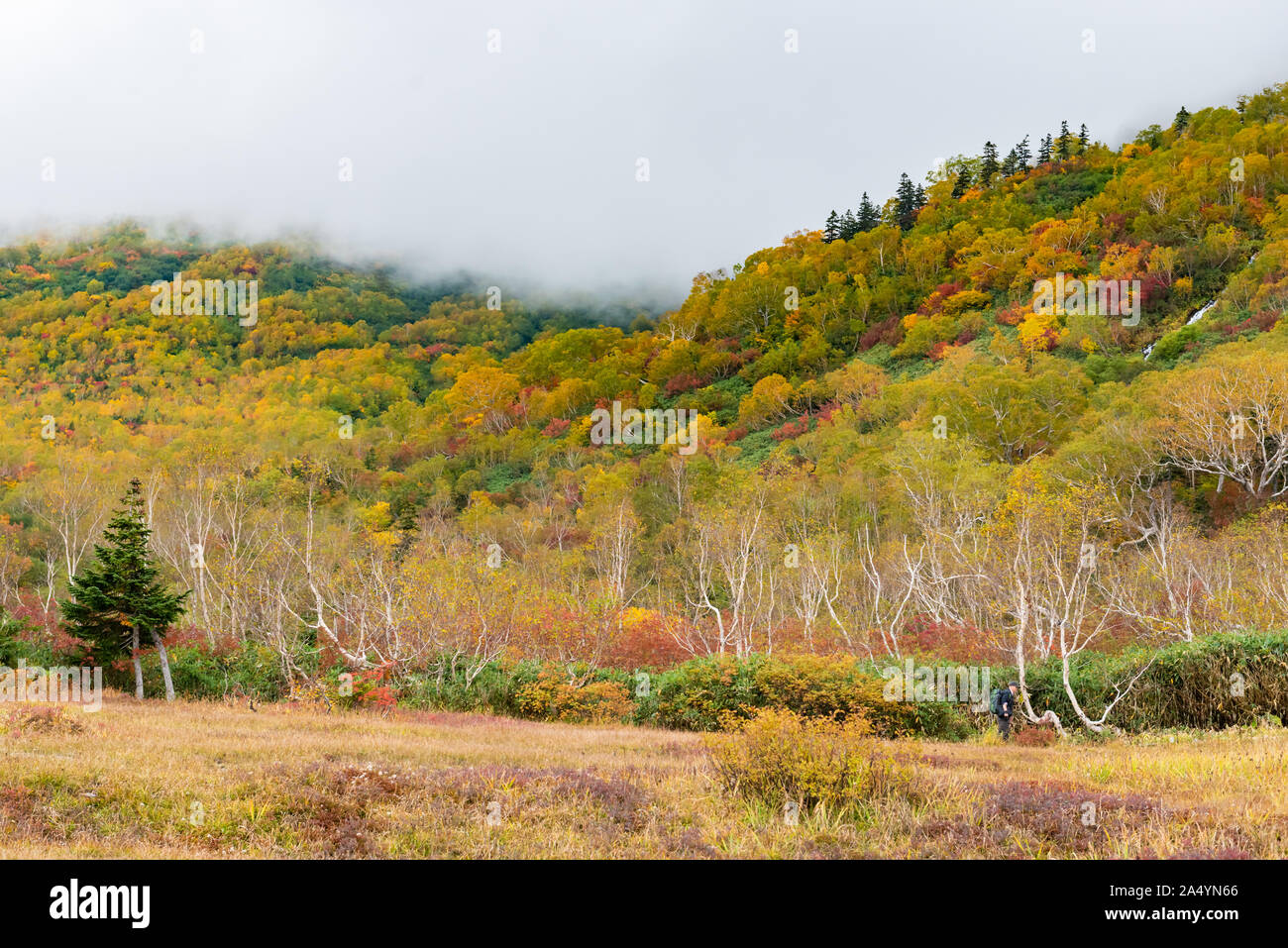 Tsugaike nature park at nagono, otari village Stock Photo - Alamy