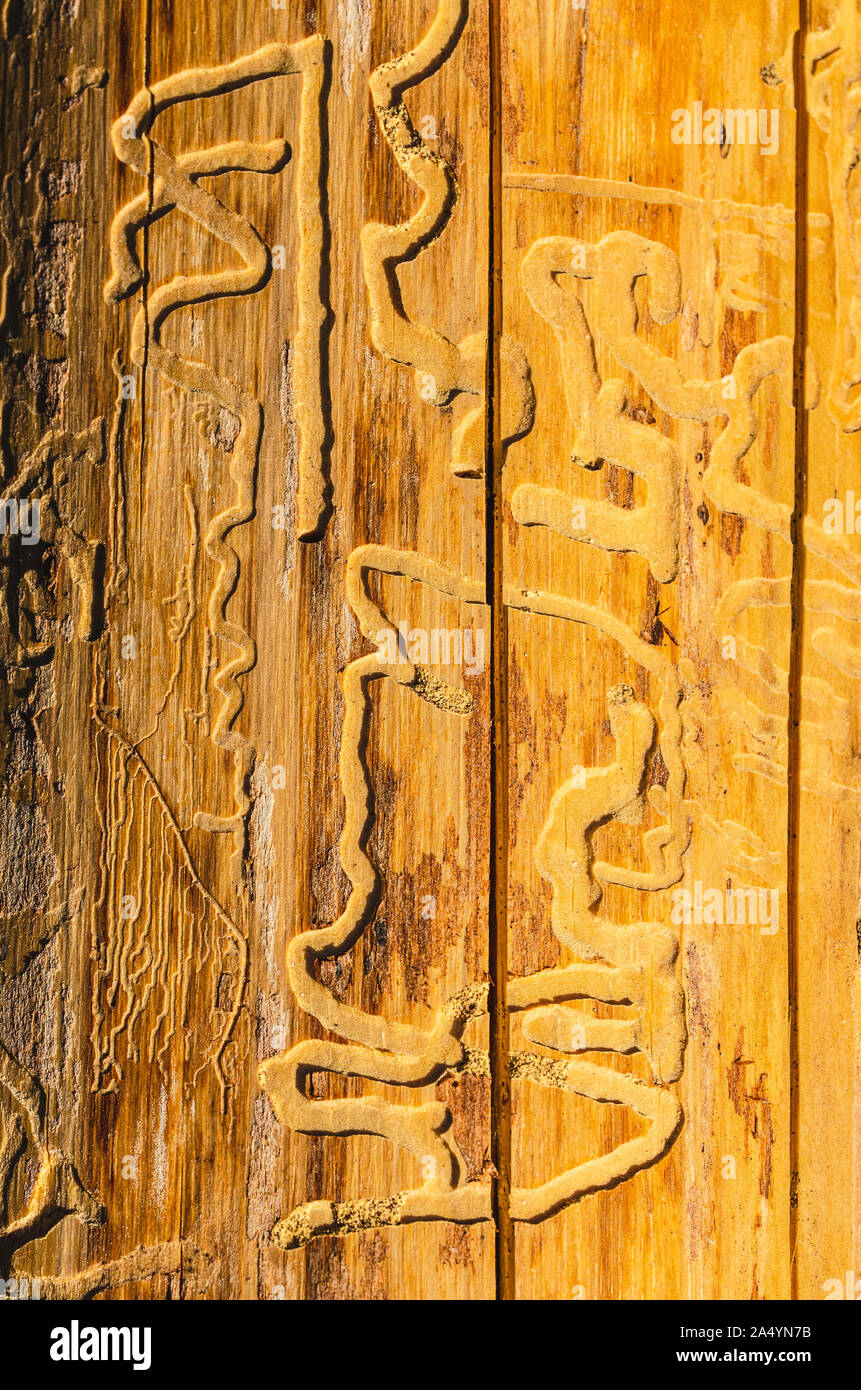 Vertical piece of tree bark with strange curves carved on its yellow ...