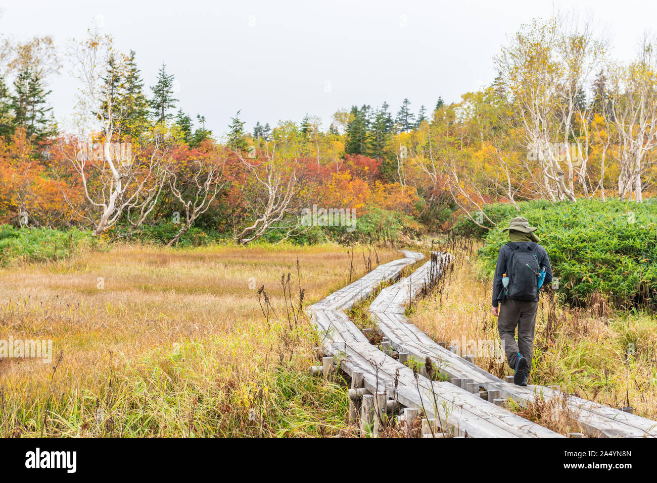 Tsugaike nature park at nagono, otari village Stock Photo - Alamy