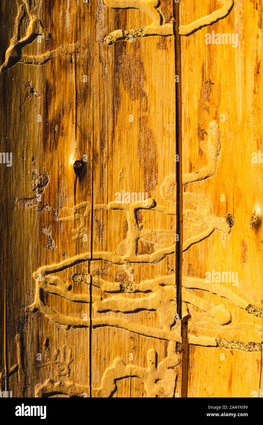 Vertical piece of tree bark with strange curves carved on its yellow ...