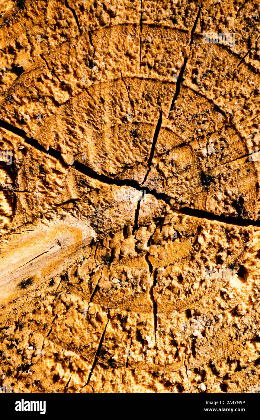 Growth scars hi-res stock photography and images - Alamy