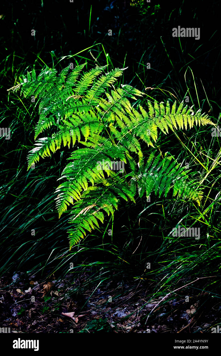 Megaphyll leaves hi-res stock photography and images - Alamy