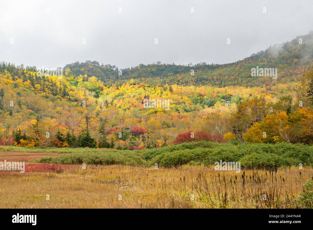 Tsugaike nature park at nagono, otari village Stock Photo - Alamy
