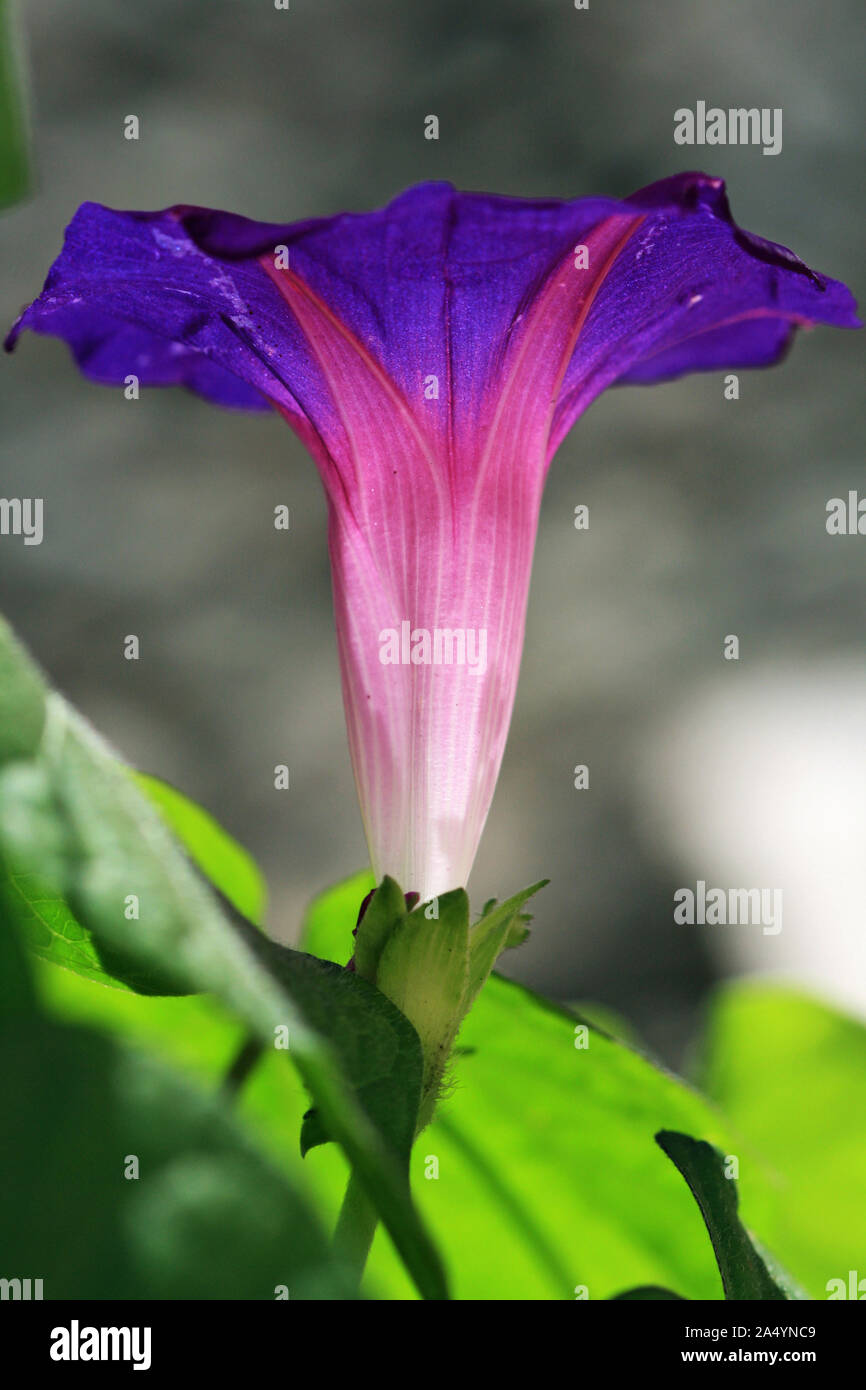 Blaue winde hi-res stock photography and images - Alamy