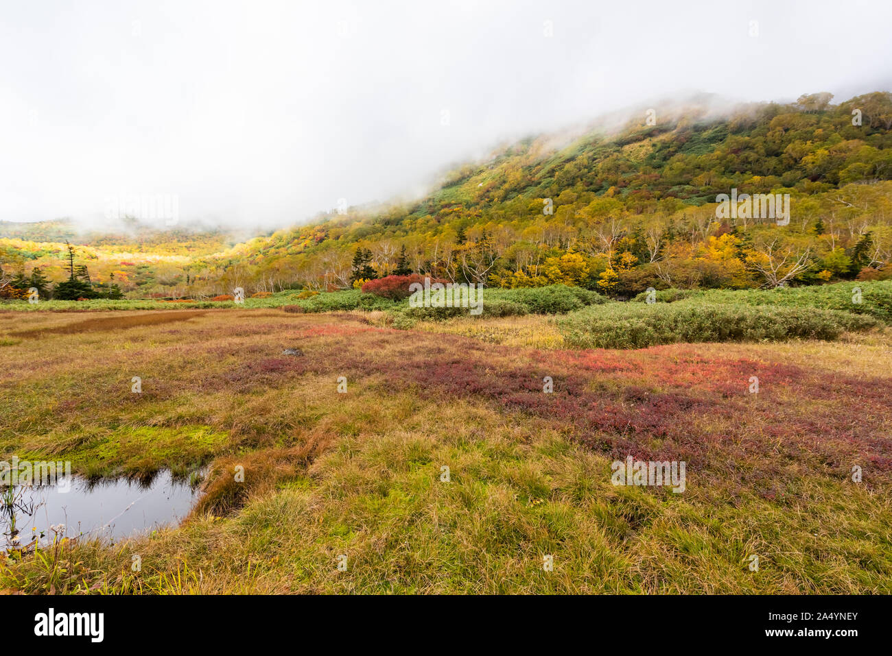 Tsugaike nature park at nagono, otari village Stock Photo - Alamy