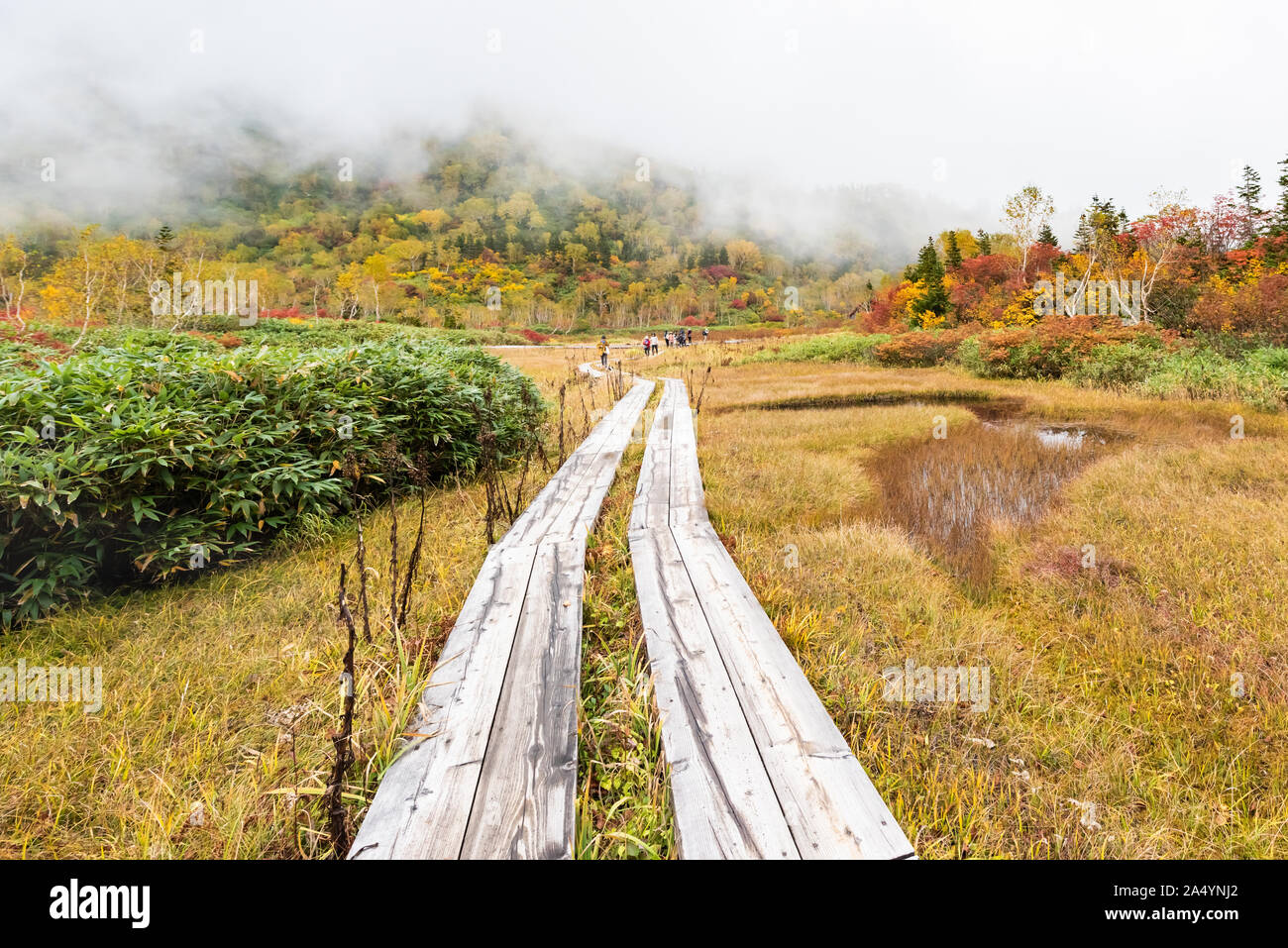 Tsugaike nature park at nagono, otari village Stock Photo - Alamy