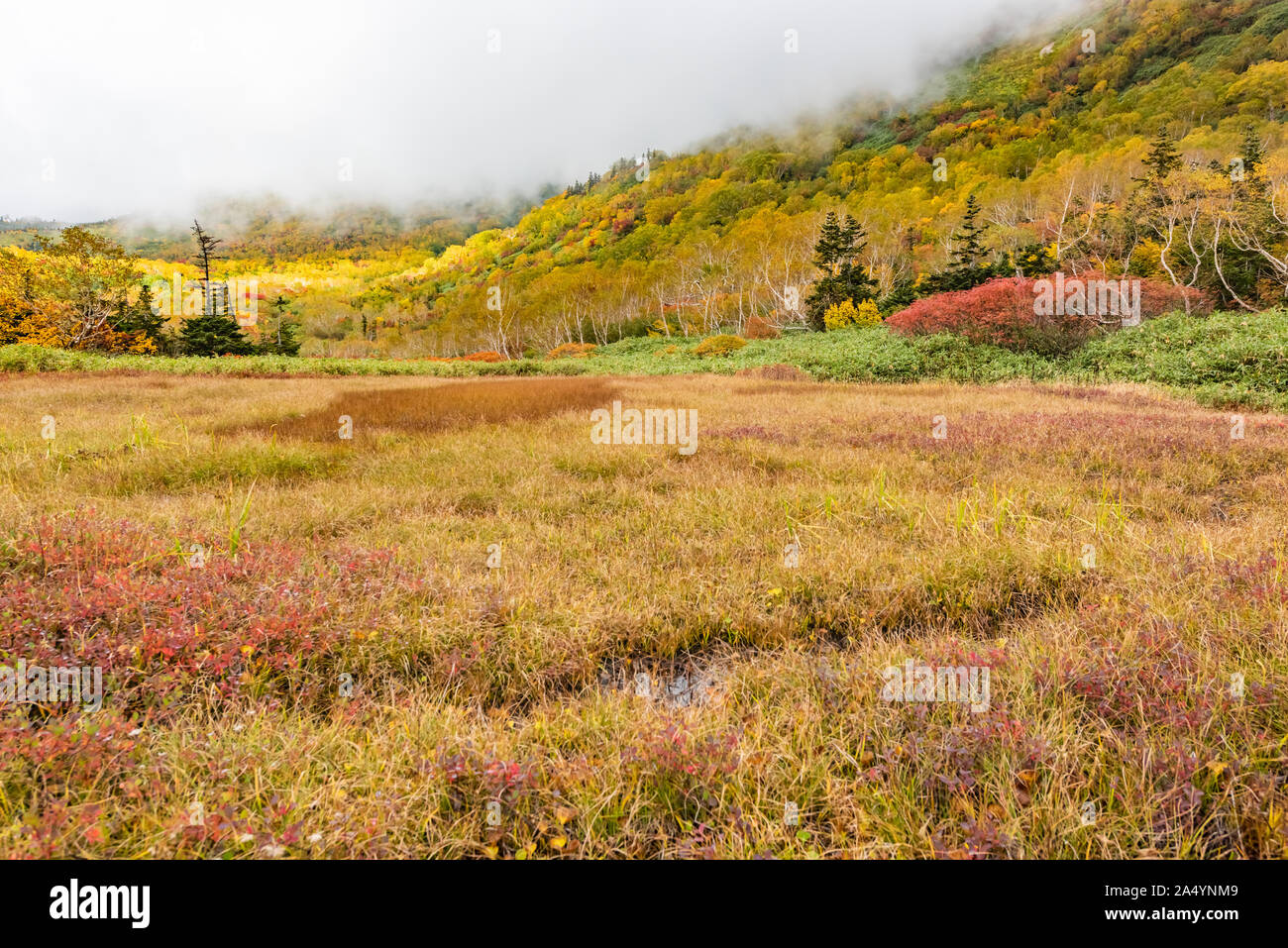 Tsugaike nature park at nagono, otari village Stock Photo - Alamy