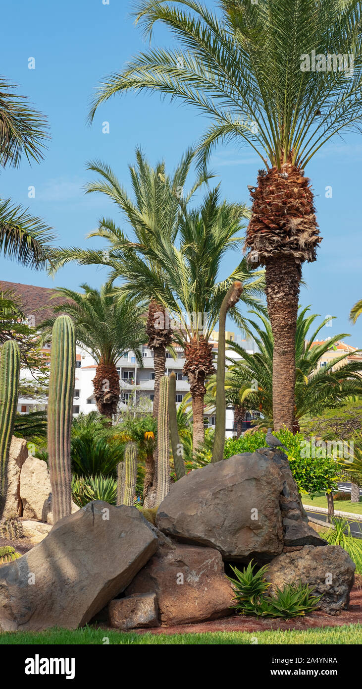 Luxuriant corner with landscaped lush vegetation, evergreen palms ...