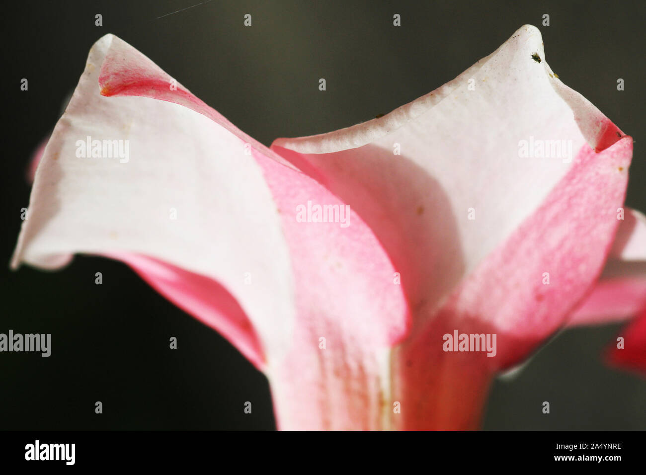 Blaue winde hi-res stock photography and images - Alamy