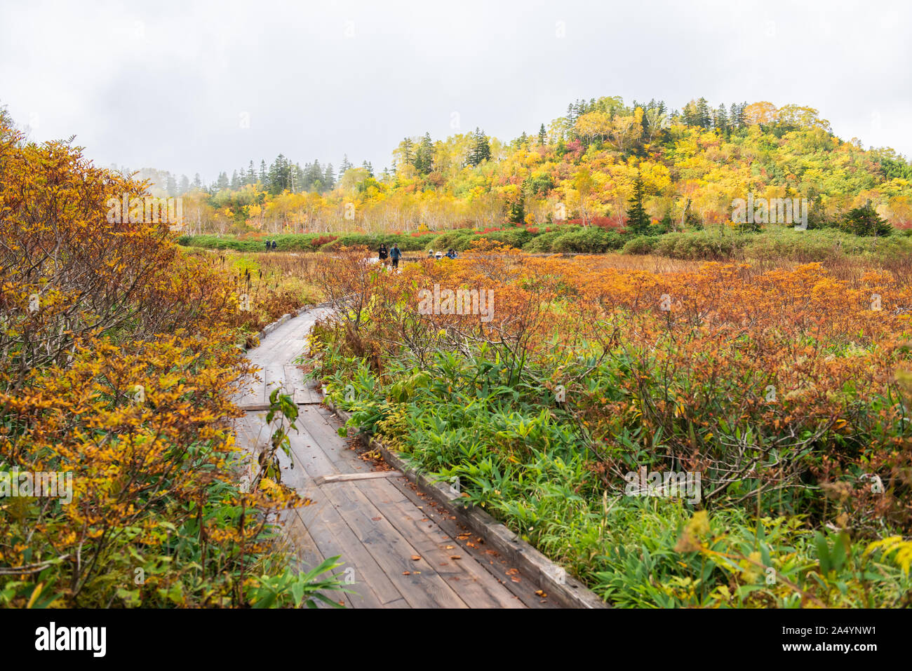 Tsugaike nature park at nagono, otari village Stock Photo - Alamy