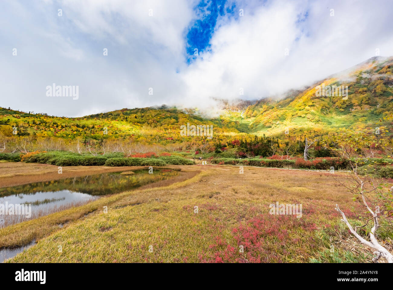 Tsugaike nature park at nagono, otari village Stock Photo - Alamy