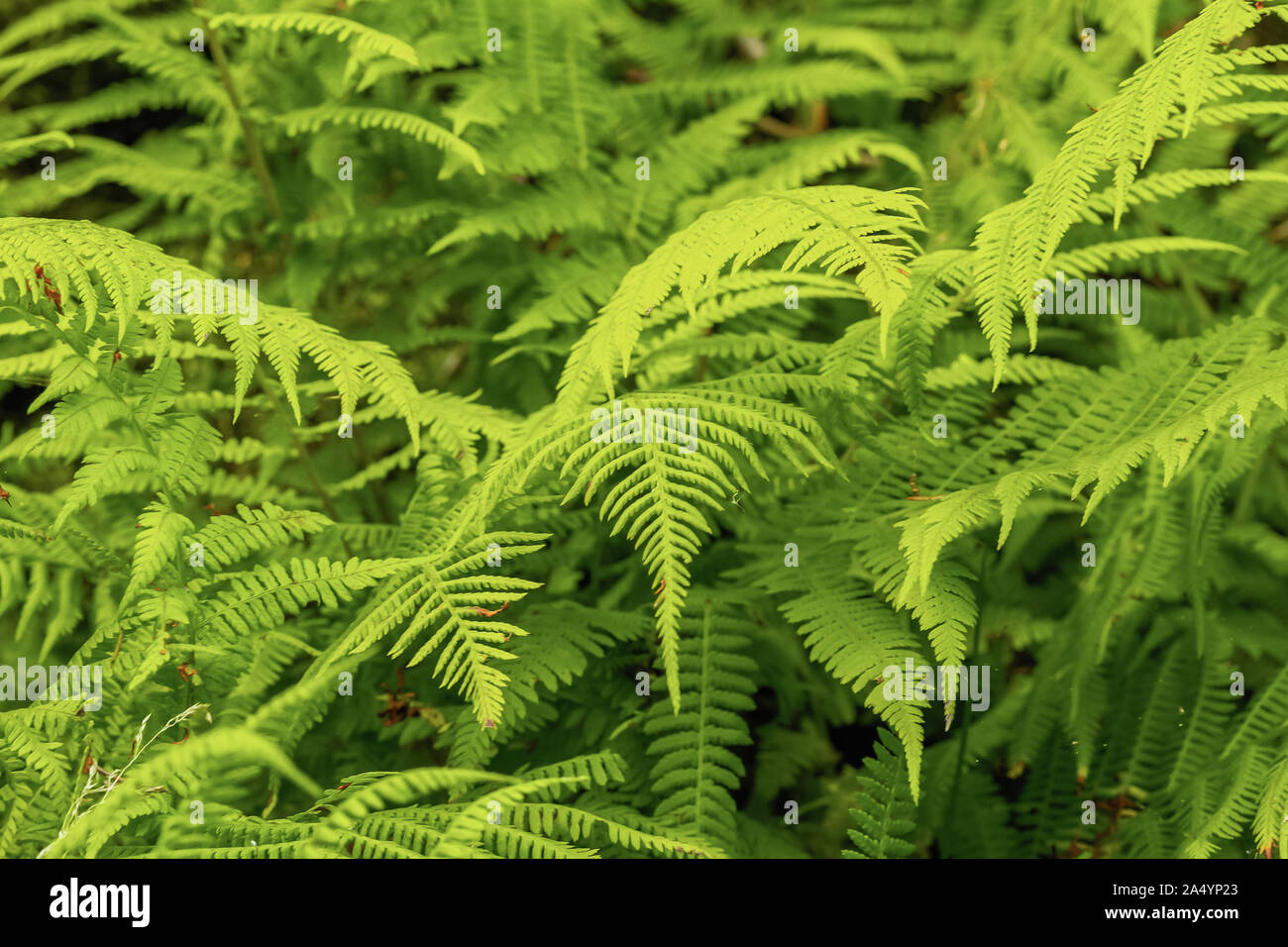 Green fresh fern branches in the forest. Natural background Stock Photo ...