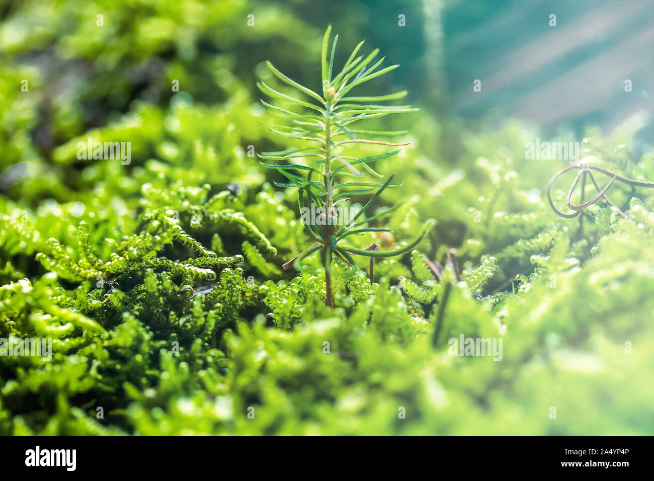 Small spruce sprouts among fresh green moss. Ecosystem concept Stock ...