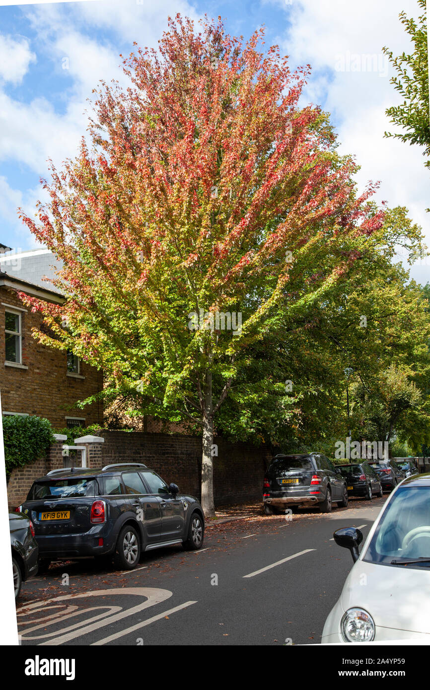 Freeman's maple (Acer x freemanii) street tree, Hammersmith, London W6 ...