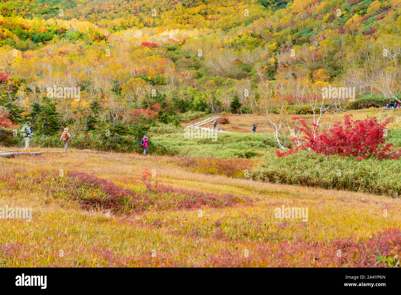Tsugaike nature park at nagono, otari village Stock Photo - Alamy