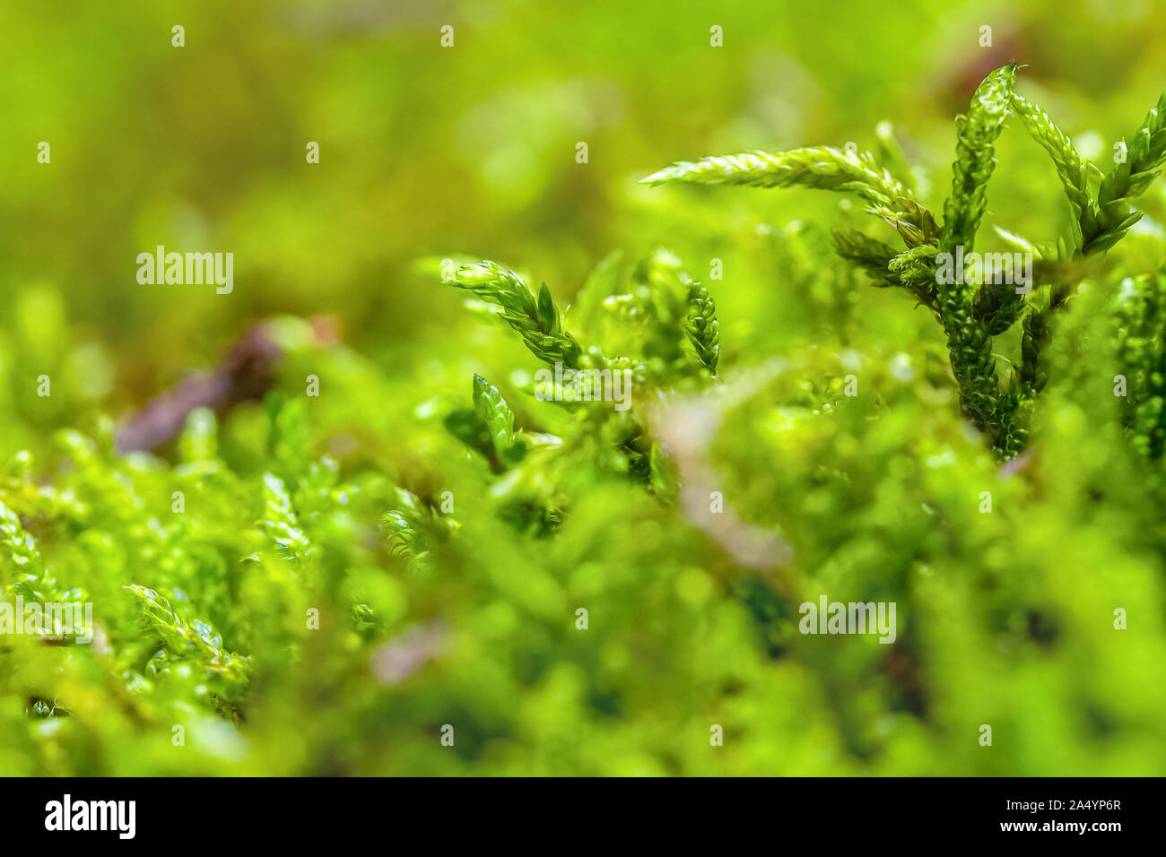 Green fresh wet moss in the forest. Natural background Stock Photo - Alamy