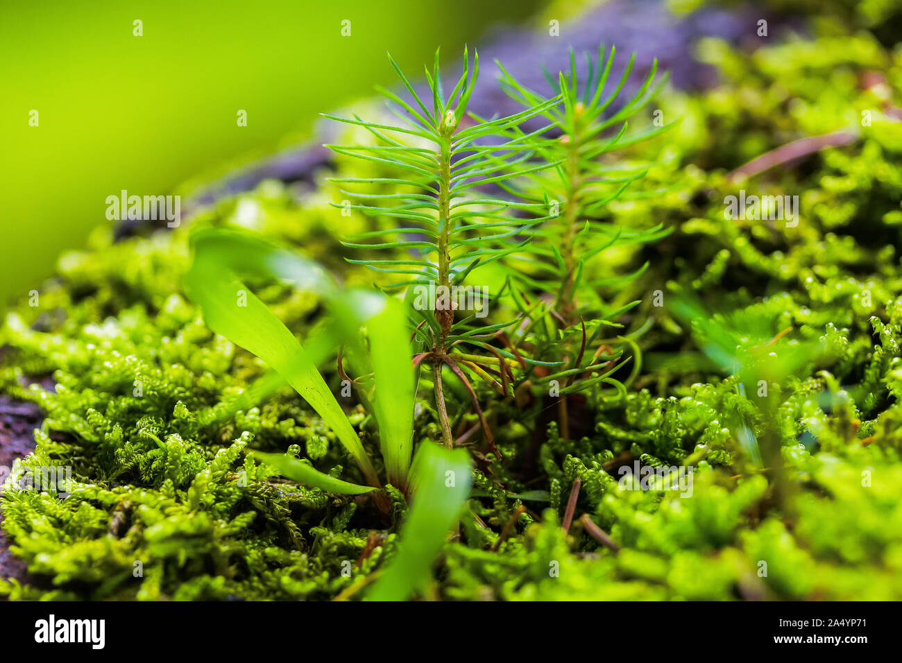 Small spruce sprouts among fresh green moss. Ecosystem concept Stock ...