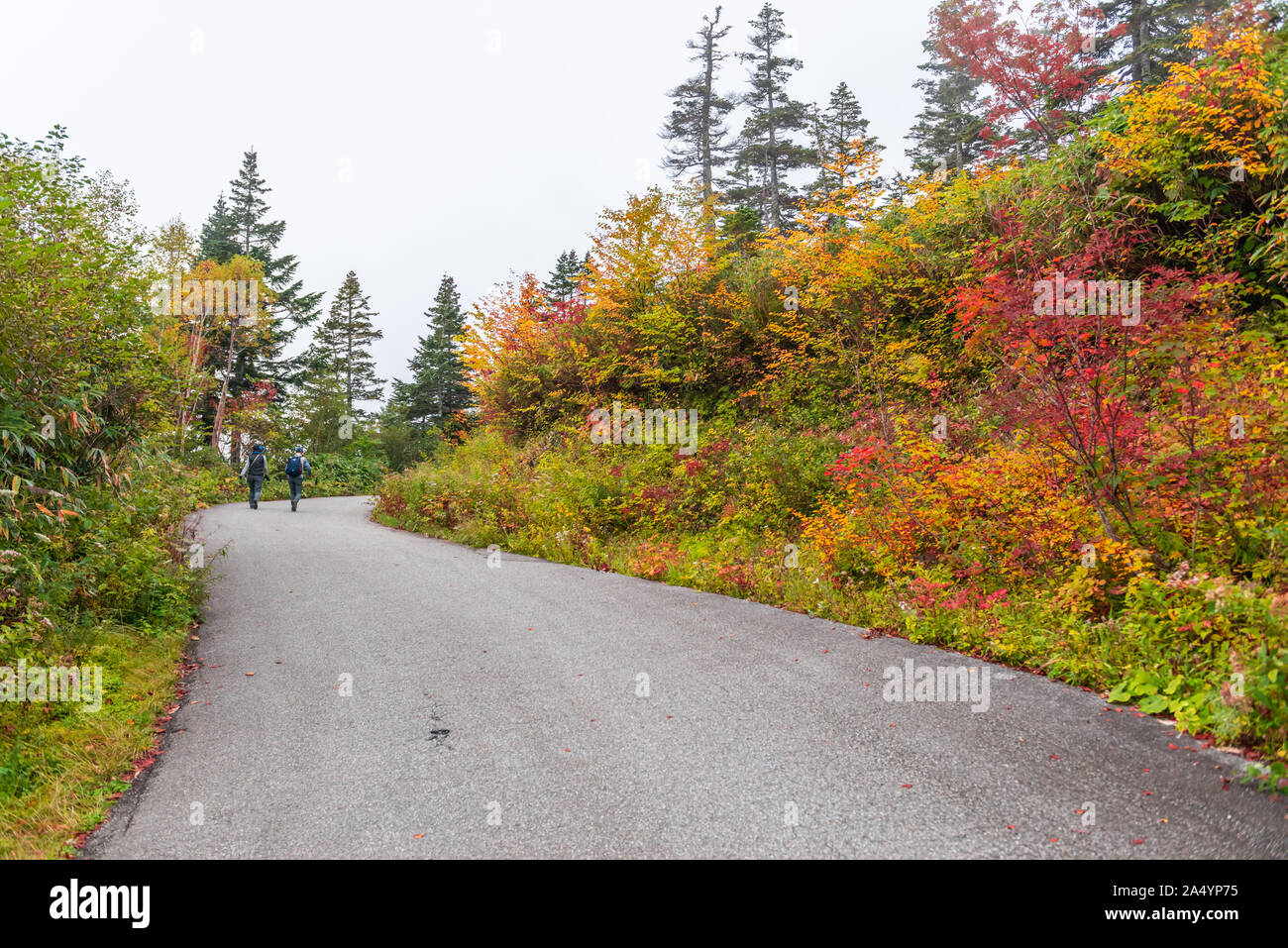 Tsugaike nature park at nagono, otari village Stock Photo - Alamy