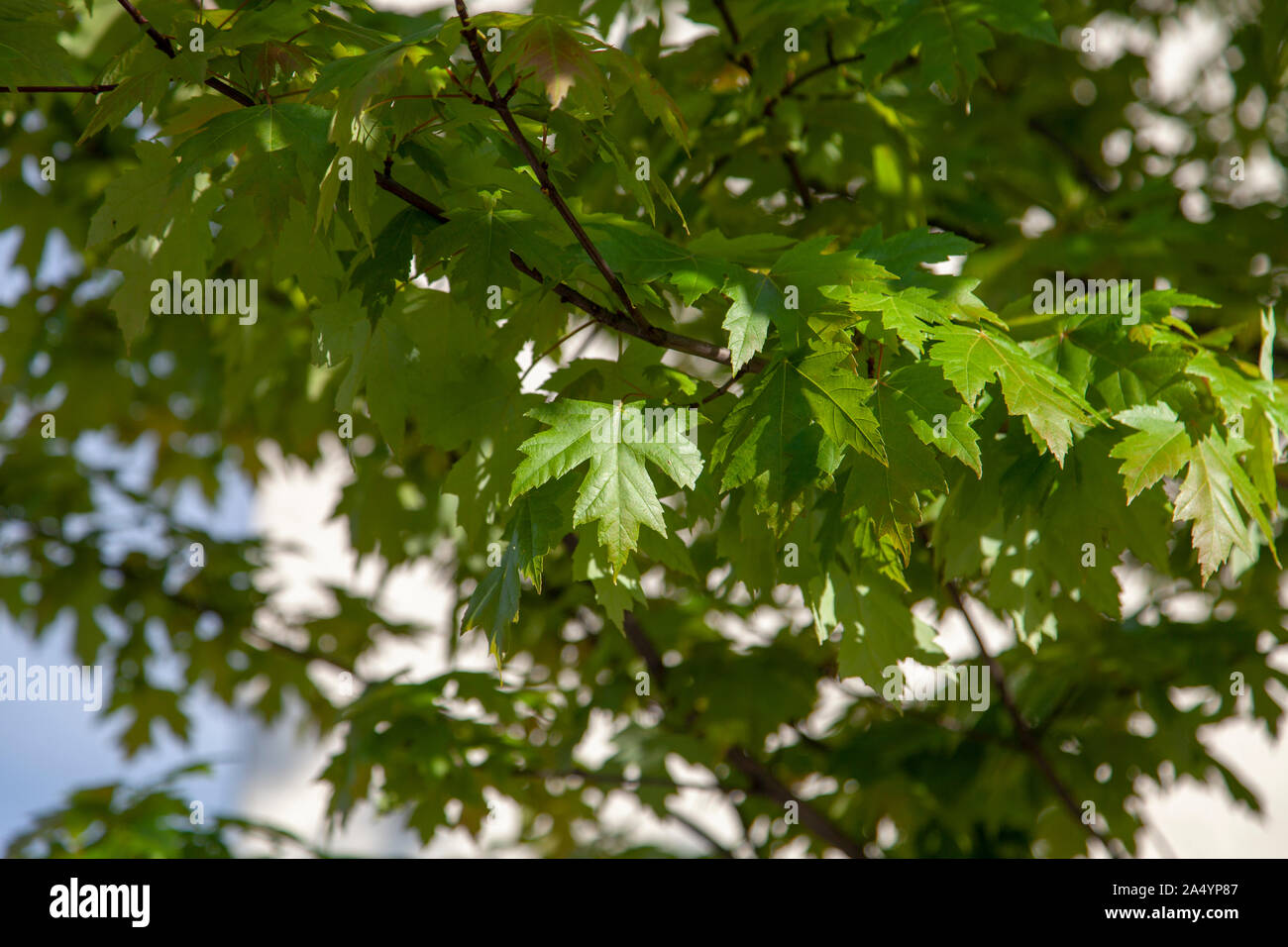 Fresh late spring leaves of Freeman's maple (Acer x freemanii) street ...