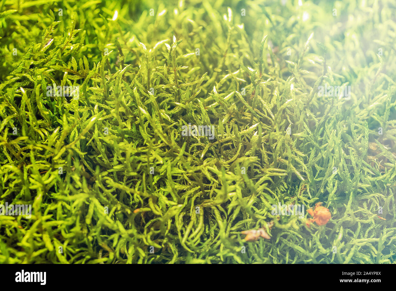 Green fresh wet moss in the forest. Natural background Stock Photo - Alamy