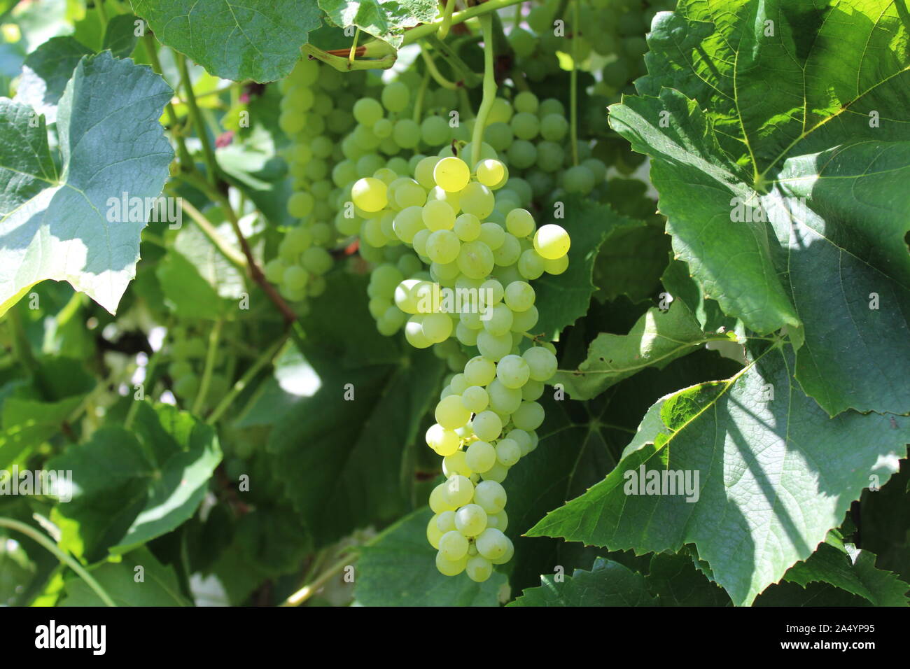 The picture shows grapes in the garden in the summer Stock Photo - Alamy