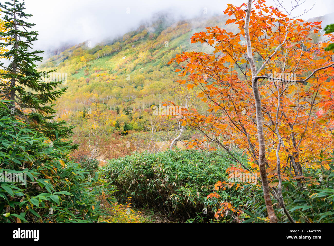 Tsugaike nature park at nagono, otari village Stock Photo - Alamy