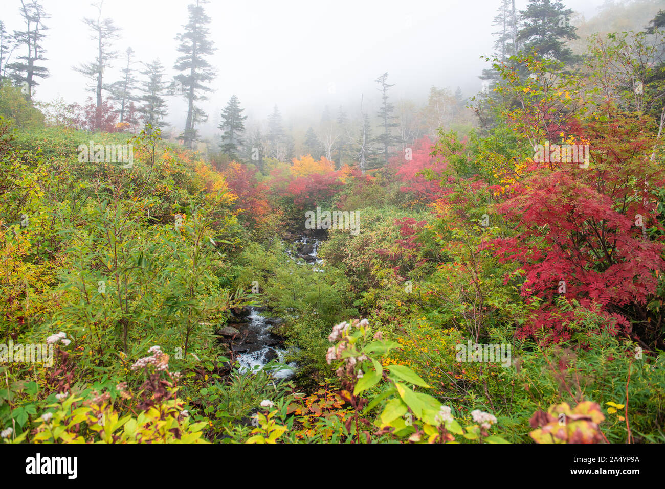 Tsugaike nature park at nagono, otari village Stock Photo - Alamy