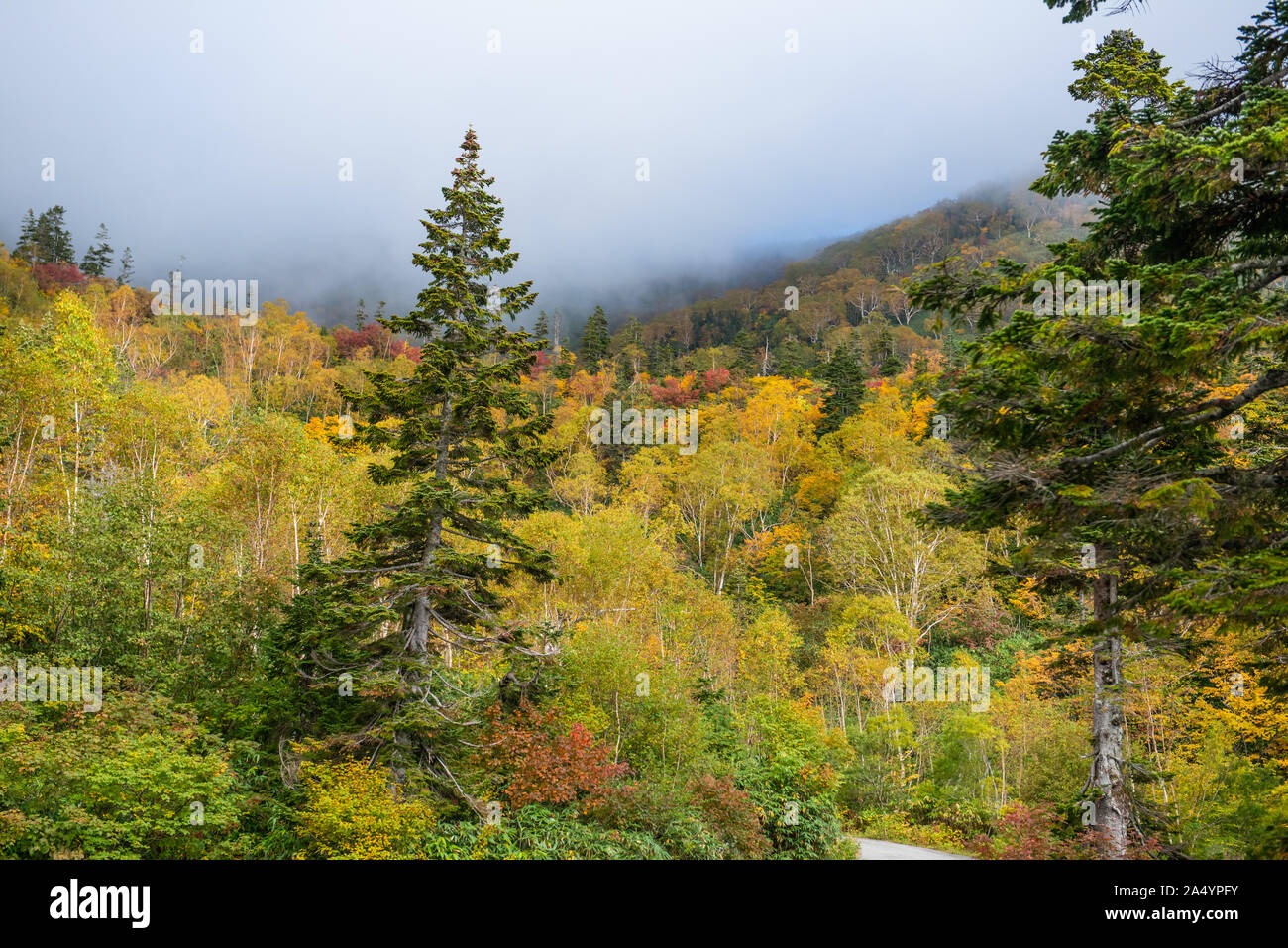 Tsugaike nature park at nagono, otari village Stock Photo - Alamy