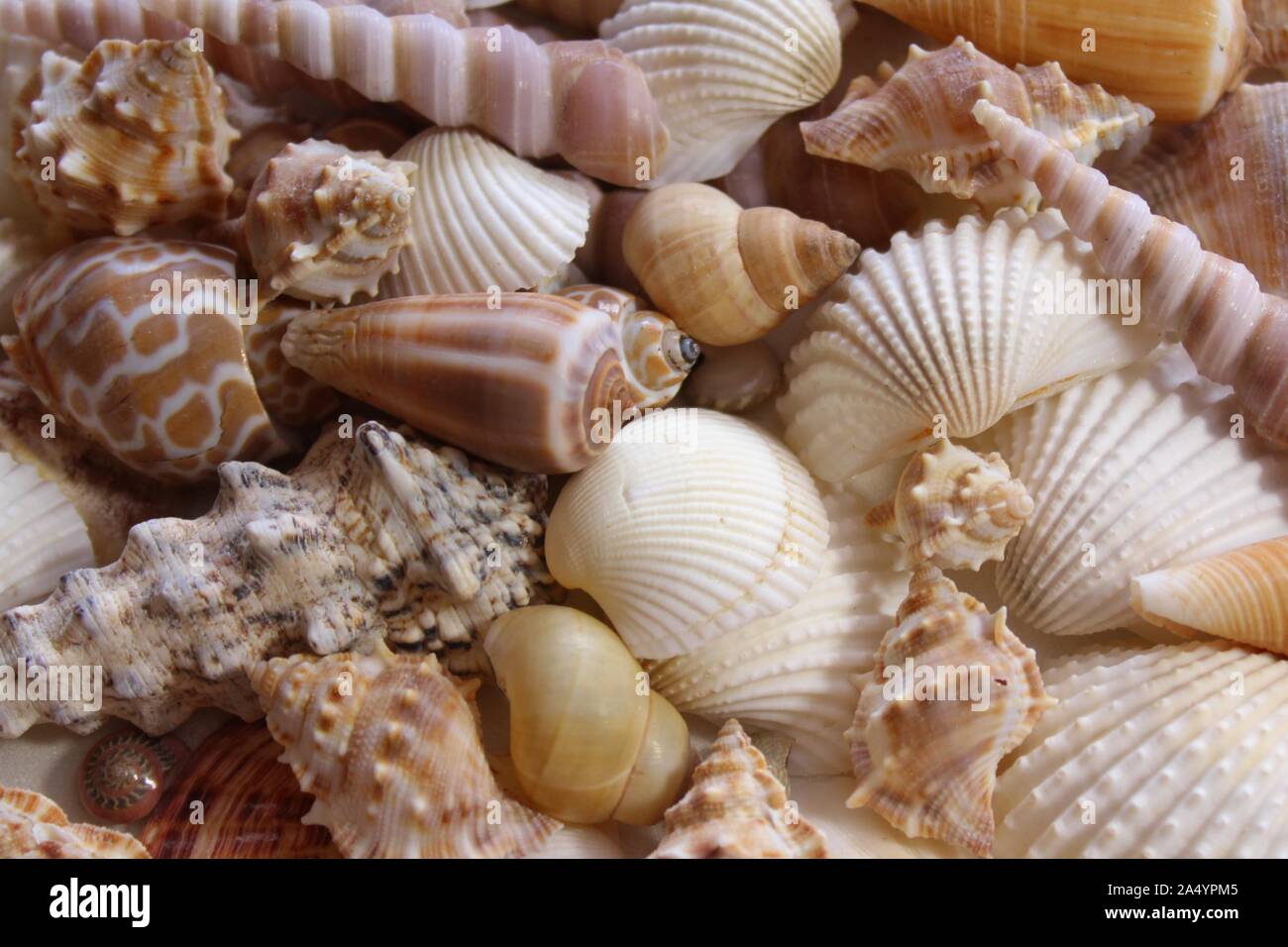 The picture shows many different shells Stock Photo - Alamy
