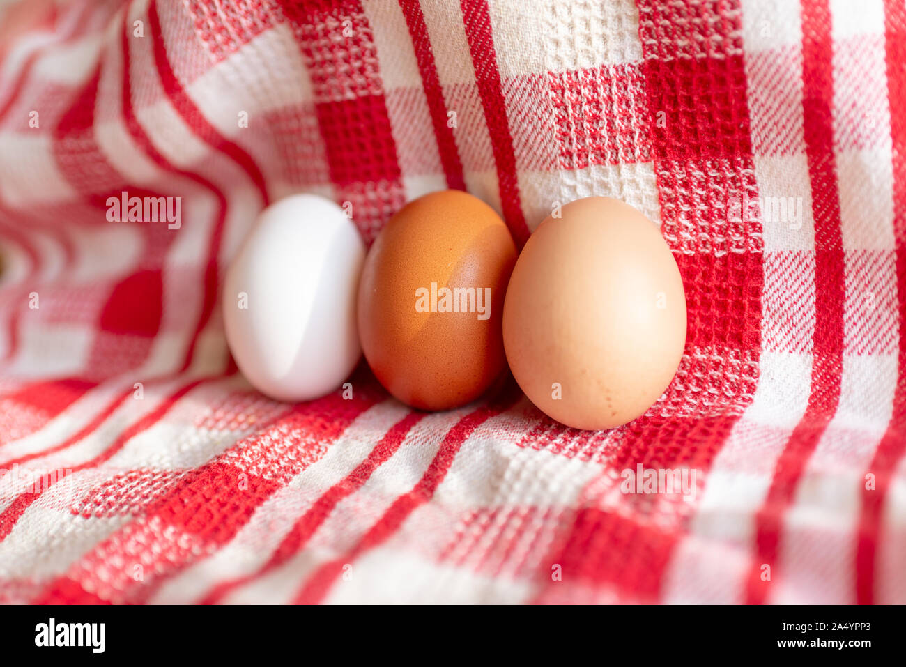 Three different colored eggs, concept image for equality.Close up Stock ...