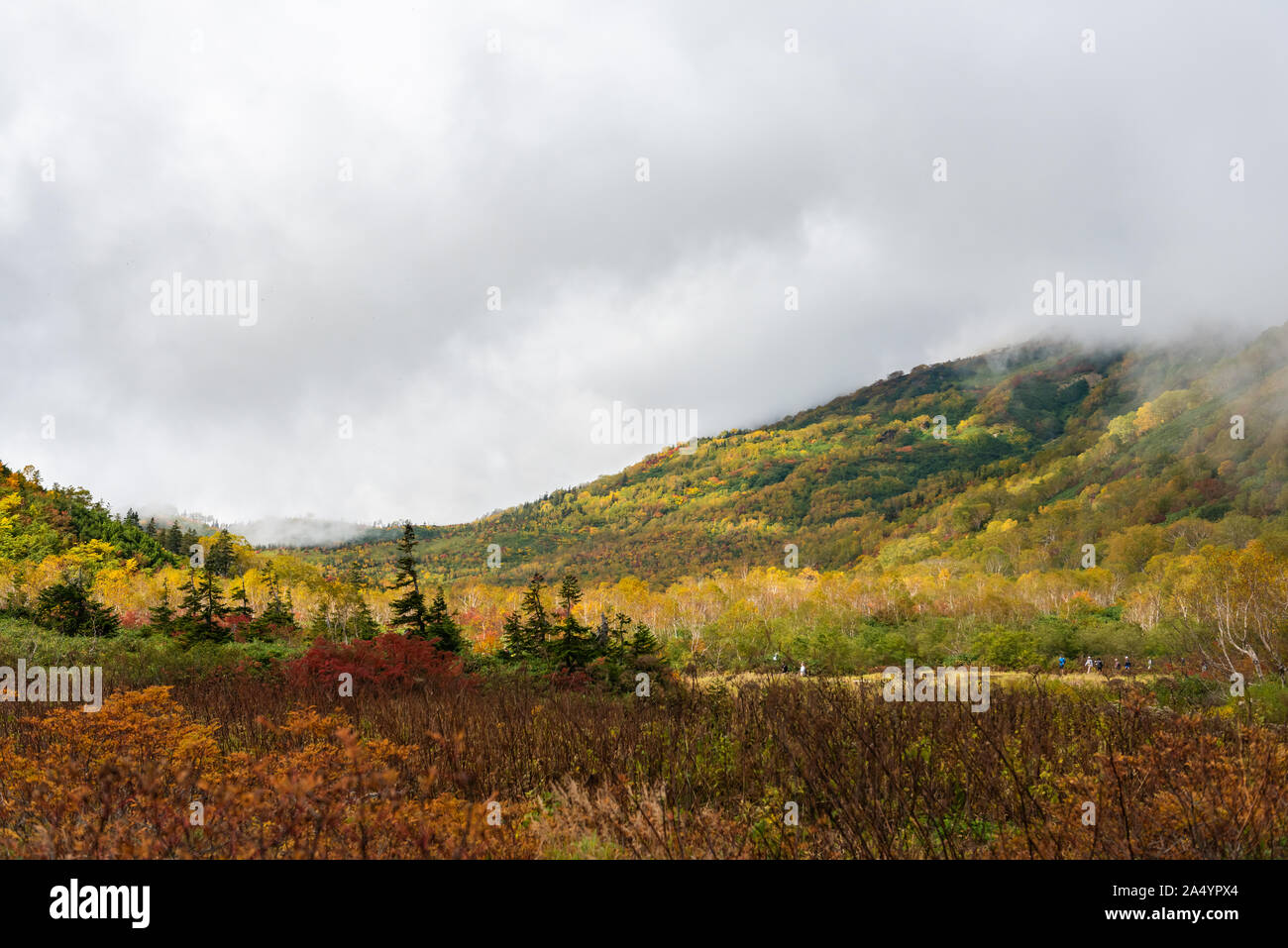 Tsugaike nature park at nagono, otari village Stock Photo - Alamy