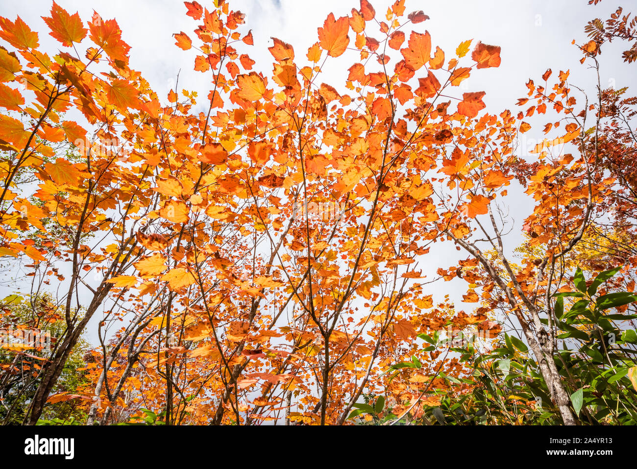 Tsugaike nature park at nagono, otari village Stock Photo - Alamy