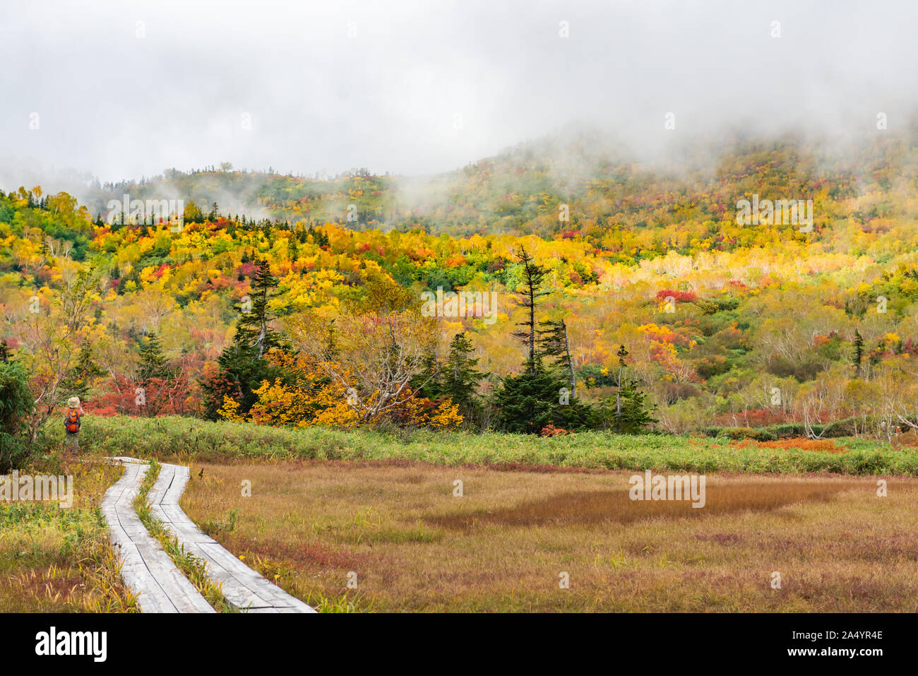 Tsugaike nature park at nagono, otari village Stock Photo - Alamy