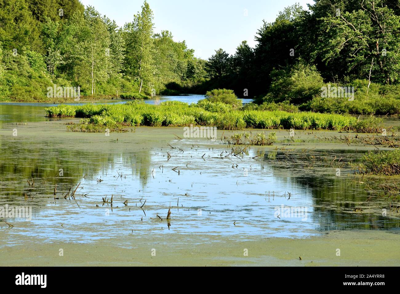 Filthy trees hi-res stock photography and images - Alamy