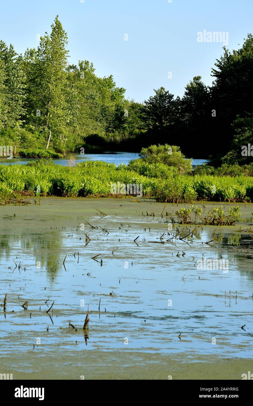 Watery Marsh Swamp And Forest Stock Photo - Alamy