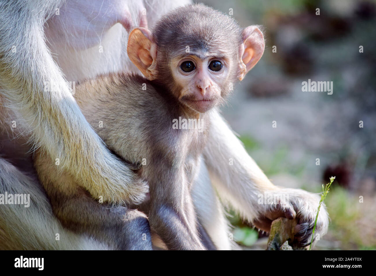 Baby patas monkey hi-res stock photography and images - Alamy